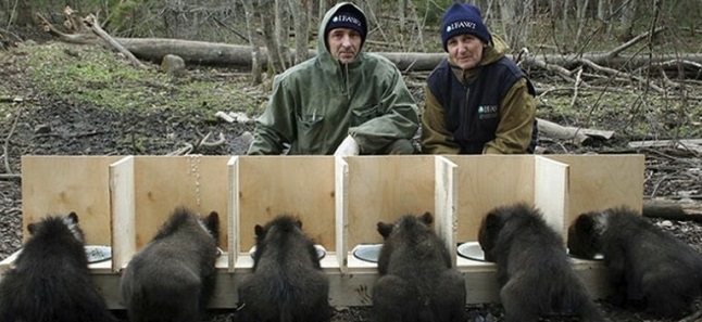 The man likes to feed and take care of the bear cubs and finally ...