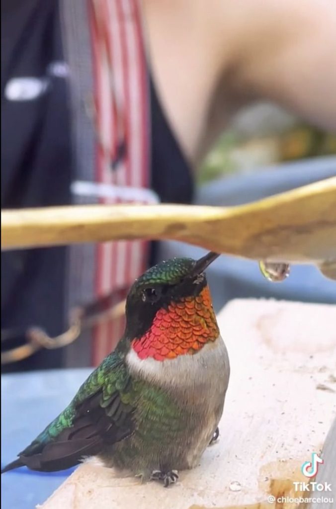 Tired hummingbird arrived at an artist's workshop and ended up becoming ...