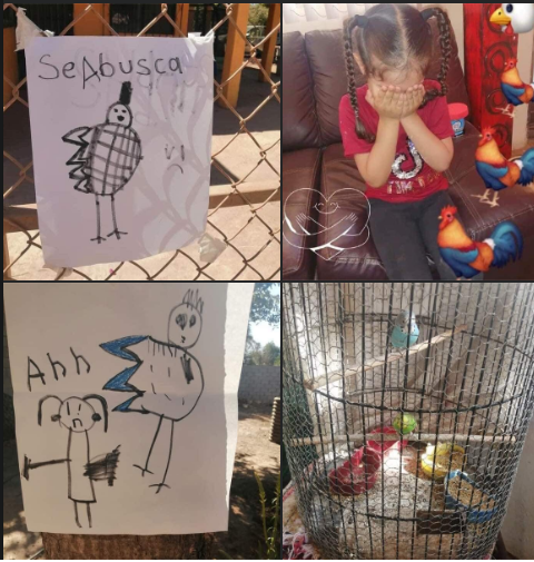 A girl made a wanted poster of her lost chicken with a drawing, she ...