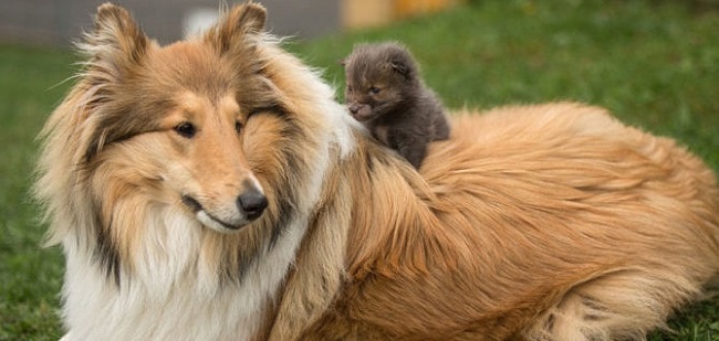 The dog brought the fox cub home from the road and takes care of it ...
