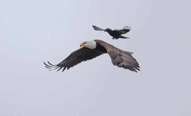 Interesting video of how the crow sat on the eagle's back while flying ...
